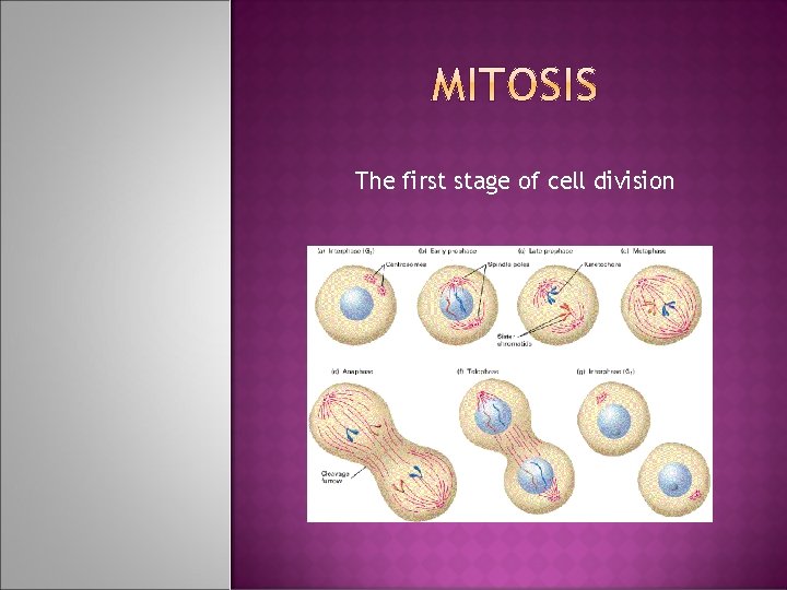 The first stage of cell division Mitosis the