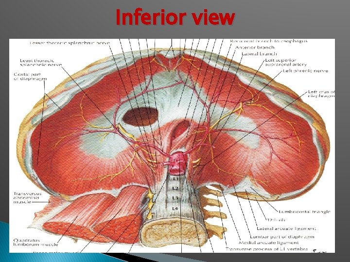 OUTLET OF THORAX By Dr Garima Sehgal Components