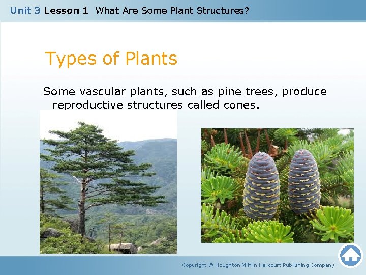 Unit 3 Lesson 1 What Are Some Plant