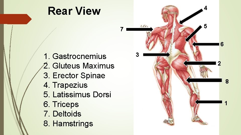 PERSONAL FITNESS LESSON 2 Basic Muscle Anatomy and