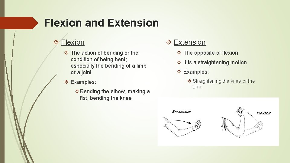 PERSONAL FITNESS LESSON 2 Basic Muscle Anatomy and