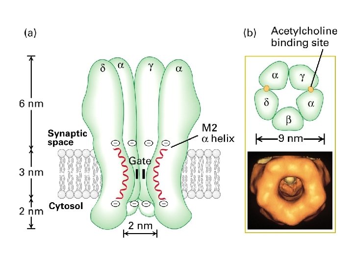 Lecture 19 Synaptic transmission vesicle fusion and cycling
