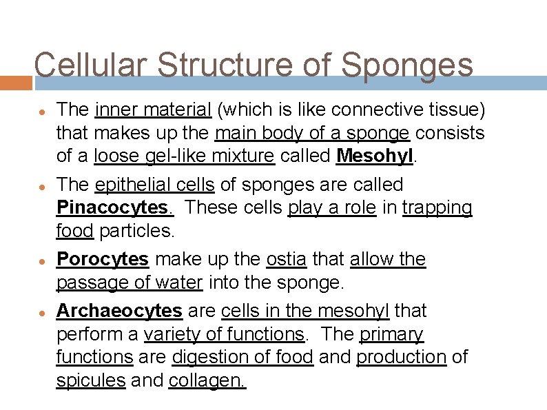 Sponges Phylum Porifera Chapter 6 Zoology Phylum Porifera