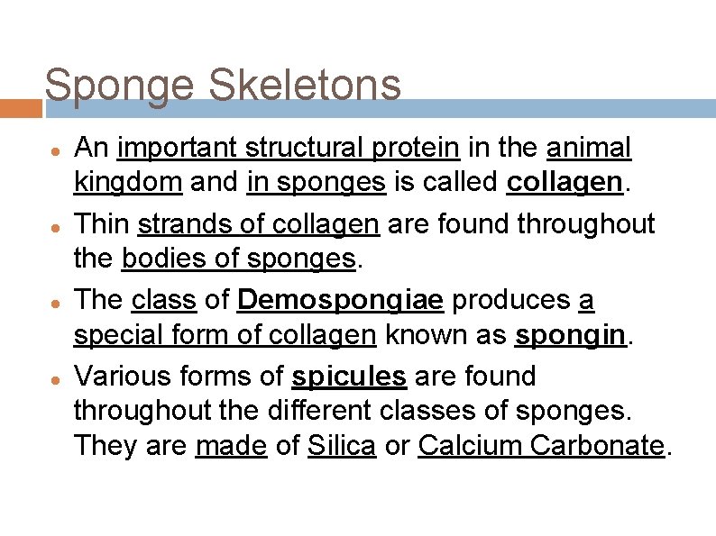 Sponges Phylum Porifera Chapter 6 Zoology Phylum Porifera