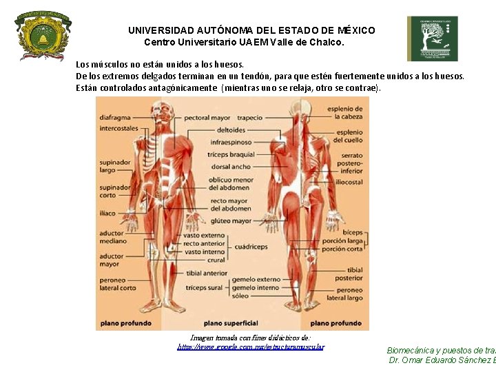 UNIVERSIDAD AUTNOMA DEL ESTADO DE MXICO Centro Universitario