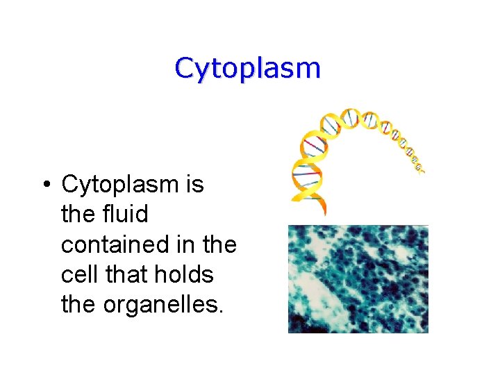Cells The Basic Units of Life The Cell