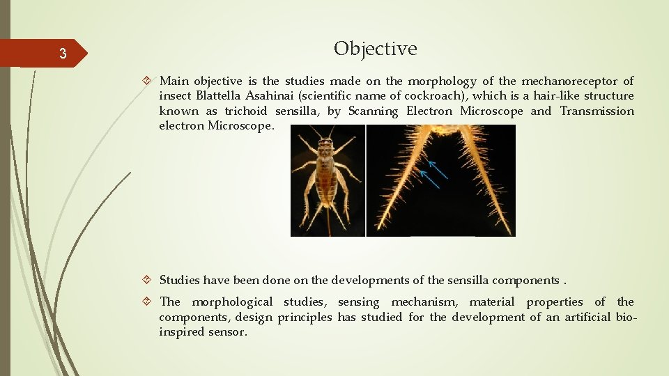 Morphological study of Insect Mechanoreceptors to develop Artificial