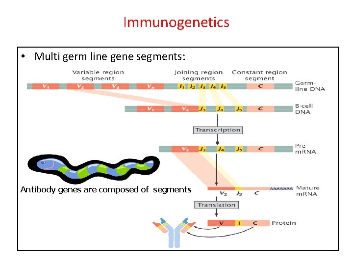 LIM 210 Immunology II Lecture 2 Antibody Diversity