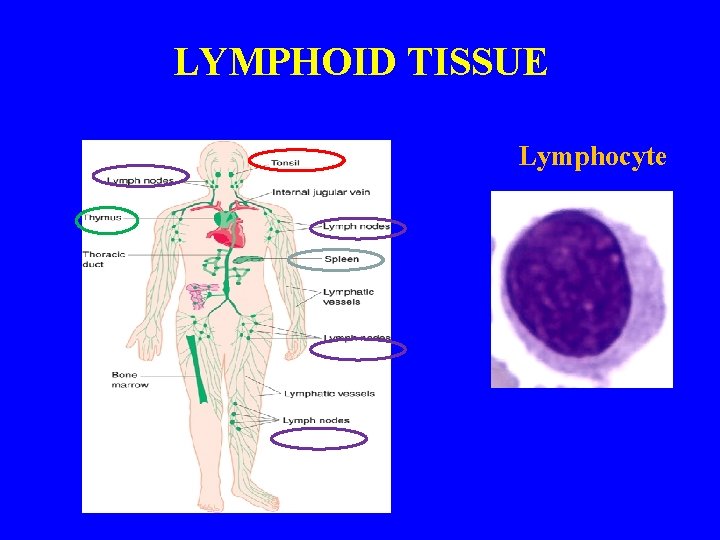 LYMPHOID TISSUE Objectives By the end of the