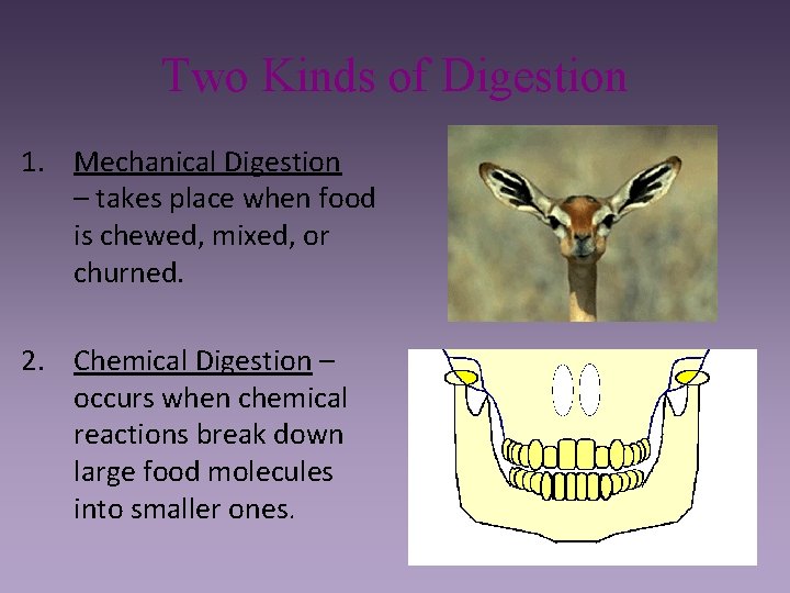 Human Body Systems The Digestive System Digestion The