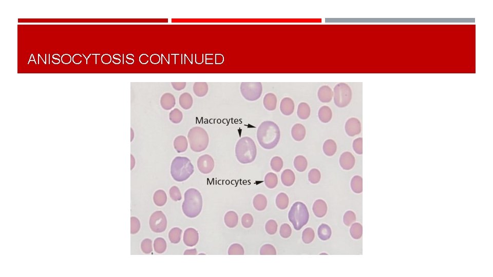 ERYTHROCYTES MS NELSON LVT DEFINITIONS Hematology the study