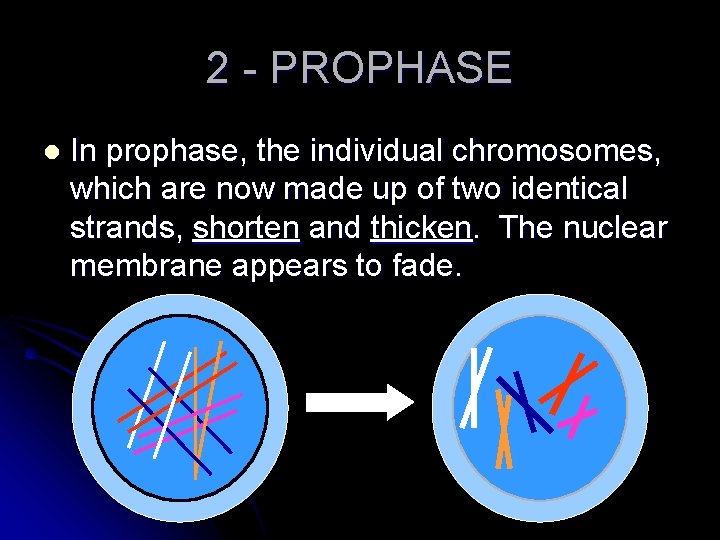 MITOSIS Cell Division Why Divide l Every second