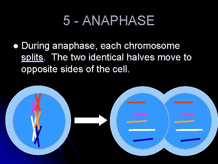 MITOSIS Cell Division Why Divide l Every second