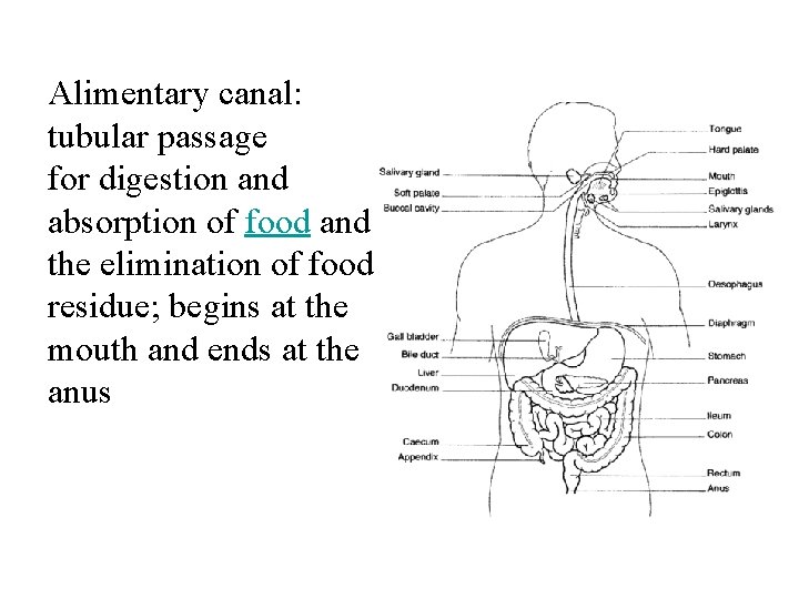 Digestive alimentary system Alimentary canal tubular passage for