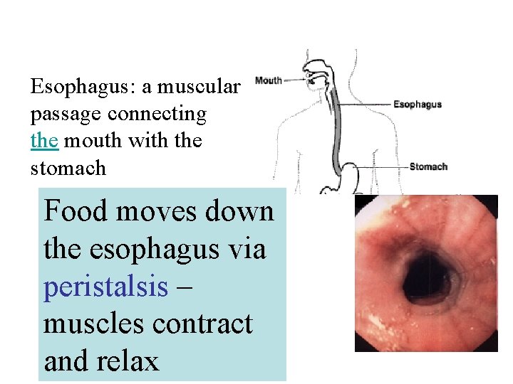 Digestive alimentary system Alimentary canal tubular passage for