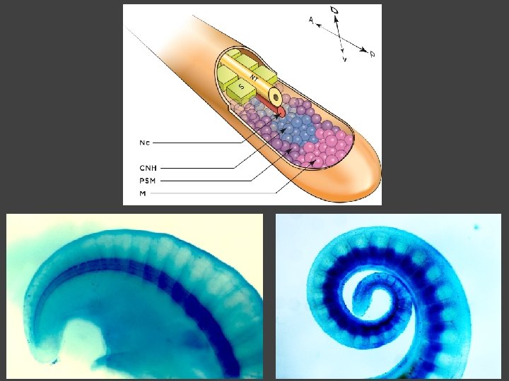 Dino Chicken Project Dana Rashid Cell Biology and