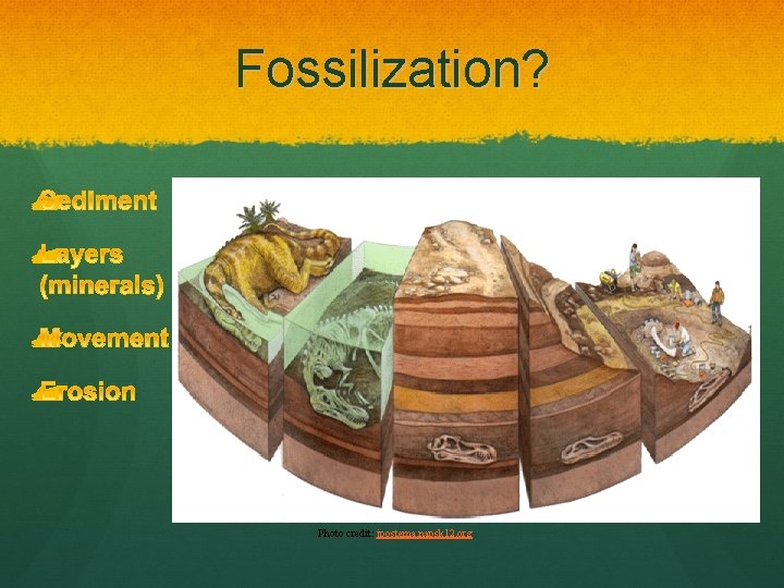Fossils What are fossils Different types of fossils