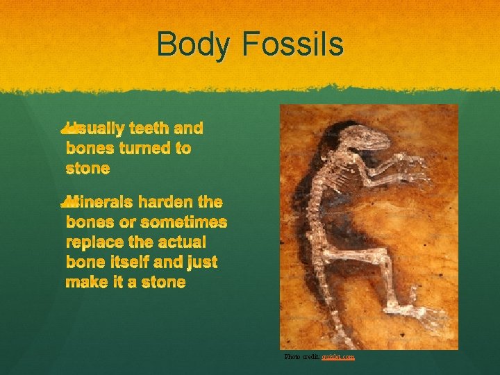 Fossils What are fossils Different types of fossils
