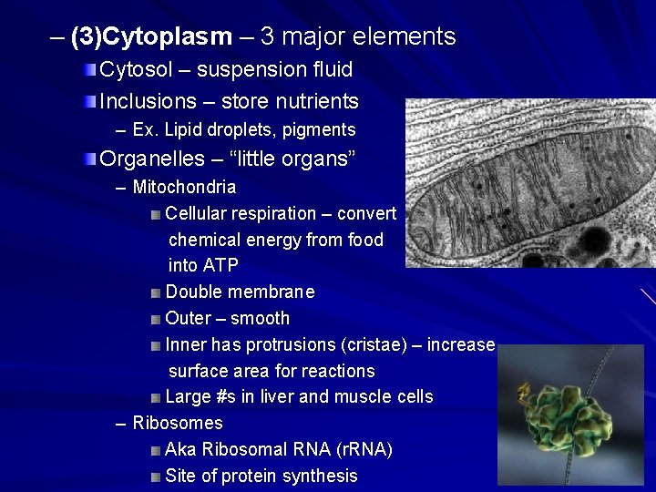 Chapter 3 Notes Cells and Tissues 4 main