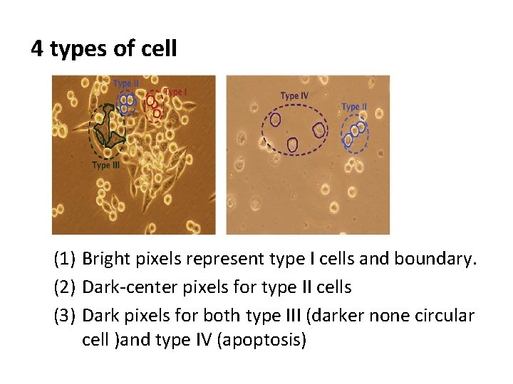 Smart Markers for WatershedBased Cell Segmentation Can Fahrettin