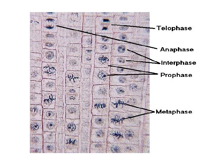 MITOSIS CELL CYCLE During Interphase DNA replicates which