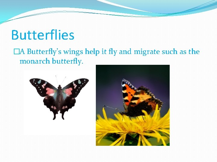 Animal Adaptations By Ansley What is an Adaptation