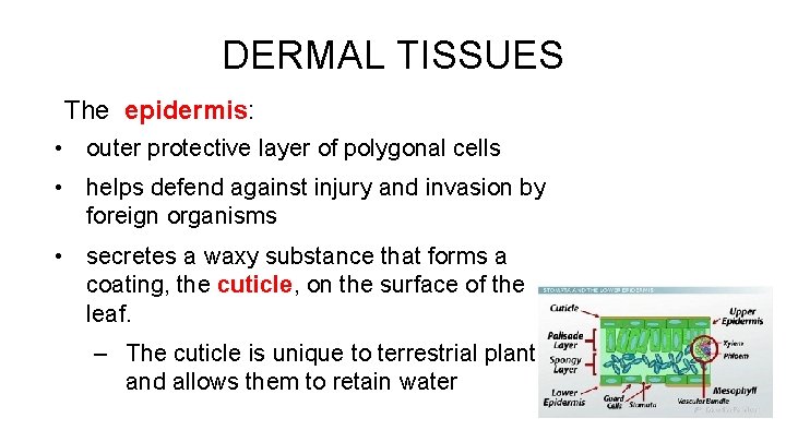 Leaves Structure and Function Structure Photosynthesis Designed to