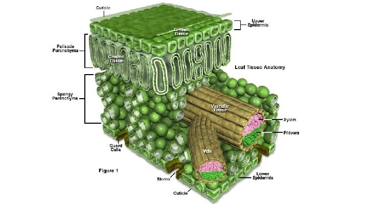 Leaves Structure and Function Structure Photosynthesis Designed to