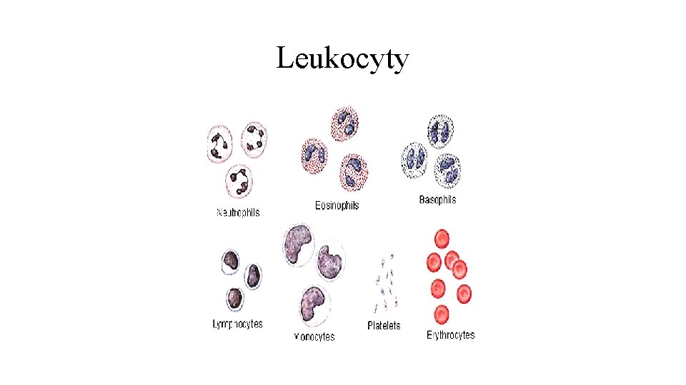 Hematologick vyeten 1 Zkladn hematologick vyeten krevn obraz
