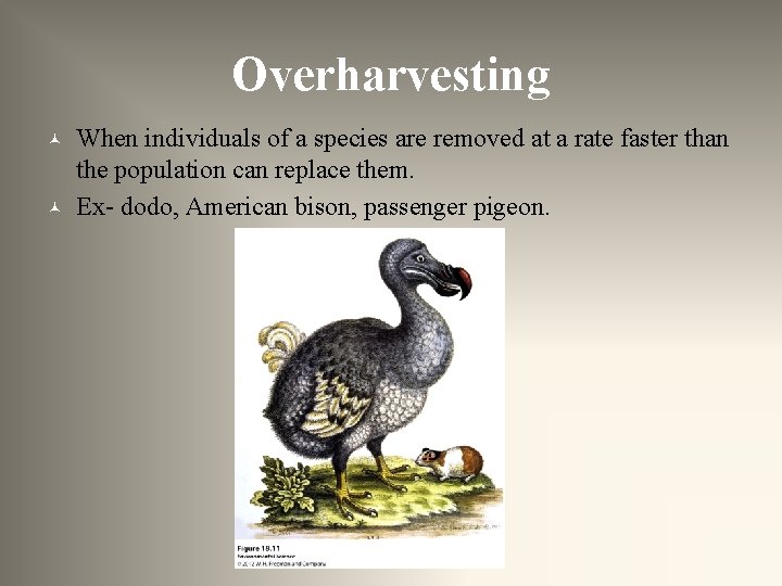 Chapter 18 Conservation of Biodiversity Ppt endangered species
