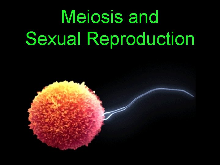 Meiosis and Sexual Reproduction Goal 1 of Meiosis