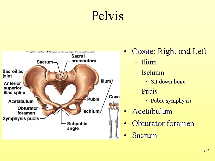 Chapter 8 The Skeletal System The appendicular Skeleton