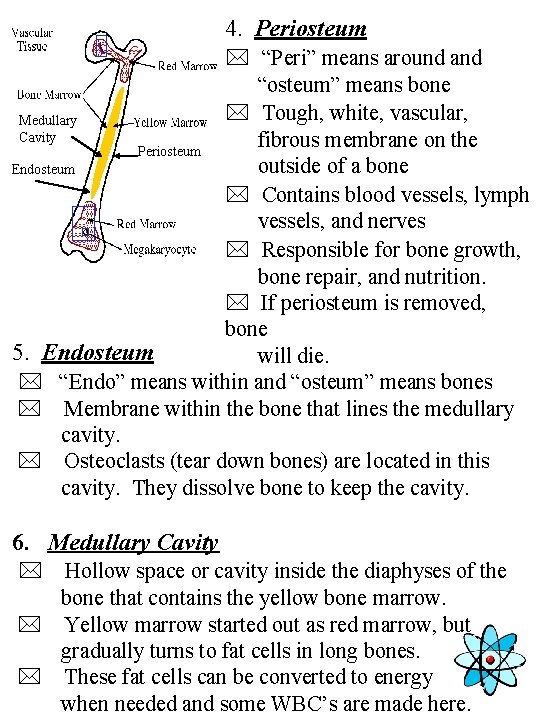 Make No Bones About It Bones can tell