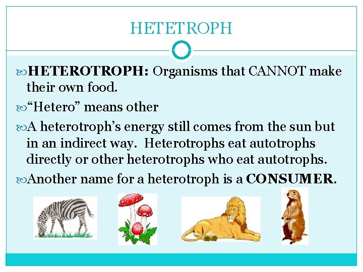 Energy in Ecosystems MS WHITWORTH Energy All organisms