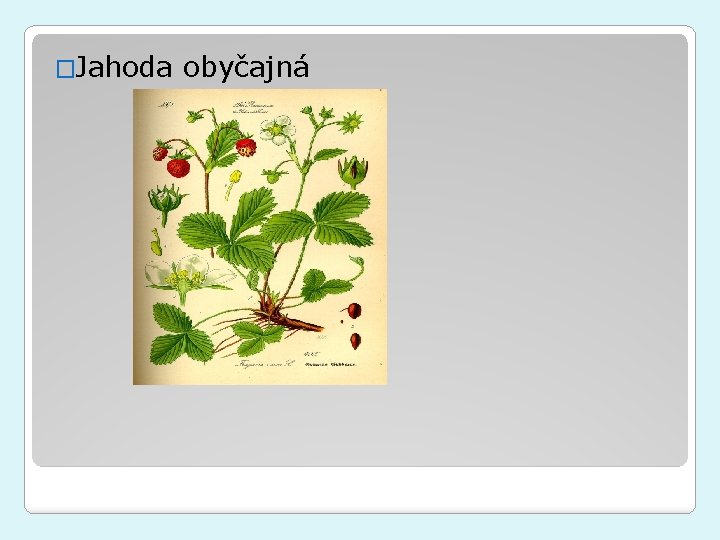 Rastliny ivotn prostredie rastln Rastliny rast vade okolo