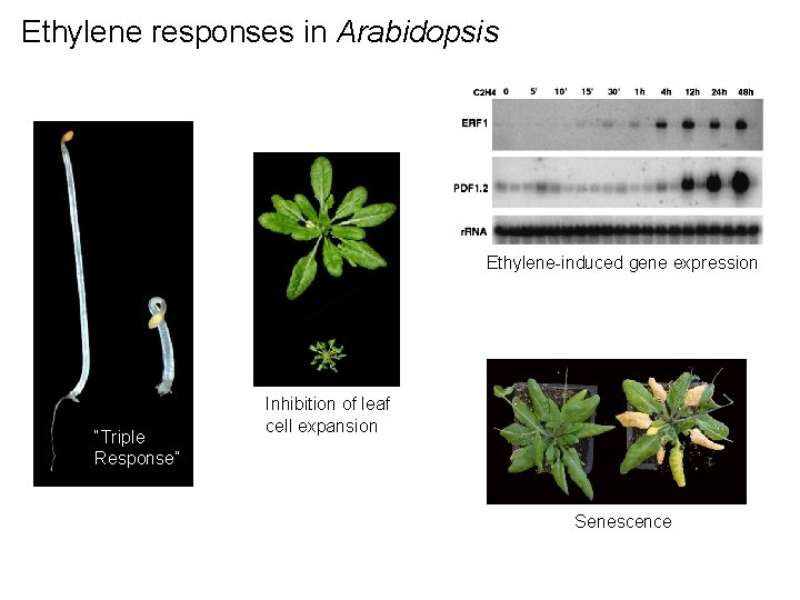 Seeds are mutagenized in the lab then screened
