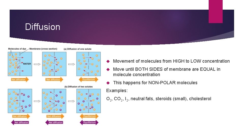 Transport Across the Membrane PASSIVE TRANSPORT AGENDA IN