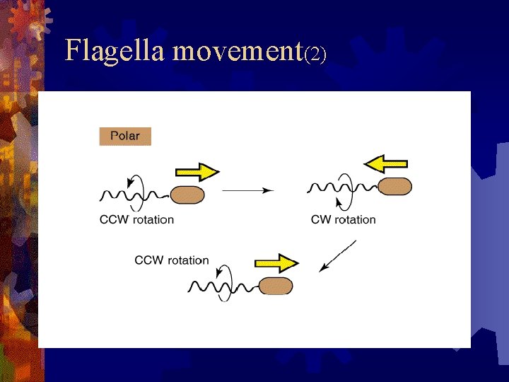 Bacterial Morphology Arrangement 1 Bacilli a Streptobacilli b