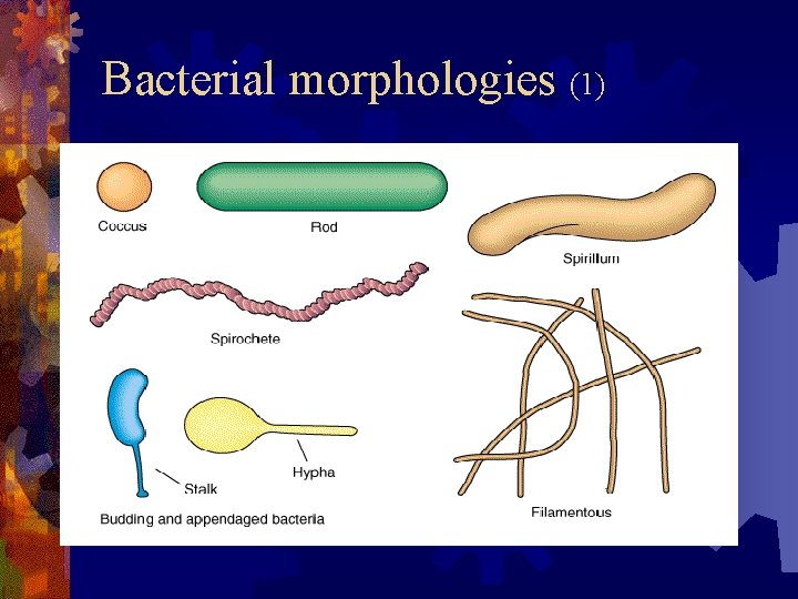 Bacterial Morphology Arrangement 1 Bacilli a Streptobacilli b