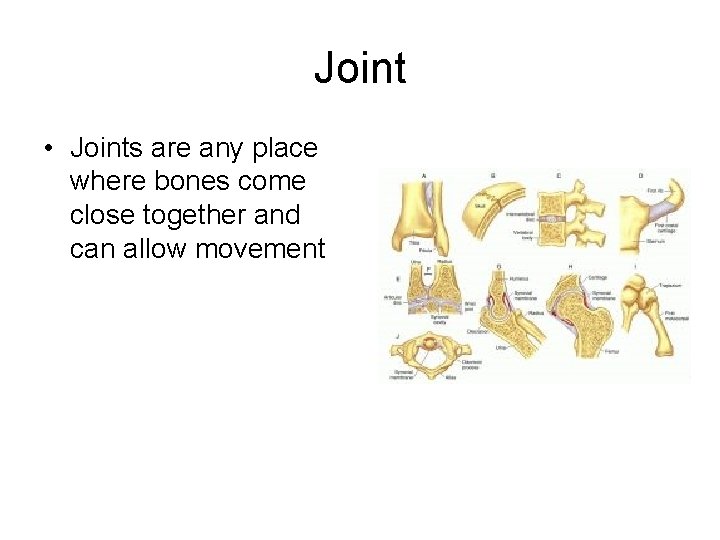 Skeletal System and Muscular System By Mrs Carrera