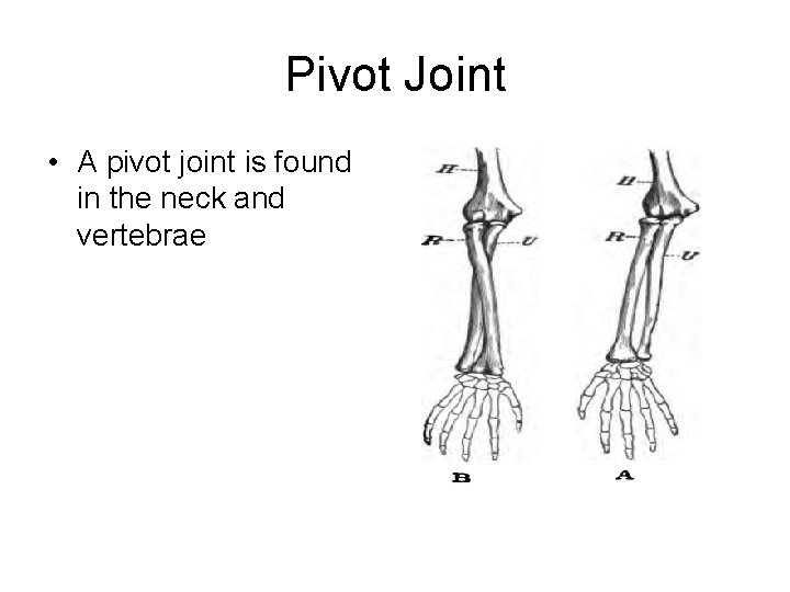 Skeletal System and Muscular System By Mrs Carrera