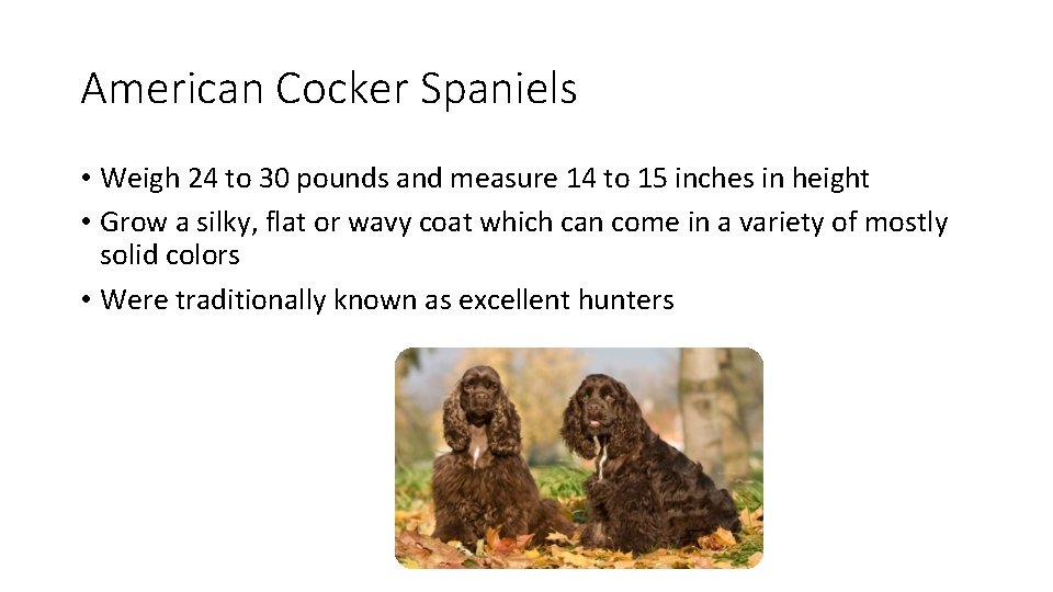 Sporting Dogs Include the following breeds Brittany English