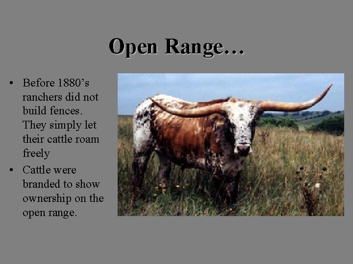 The Cowboy and Cattle Drives Longhorn Cattle The