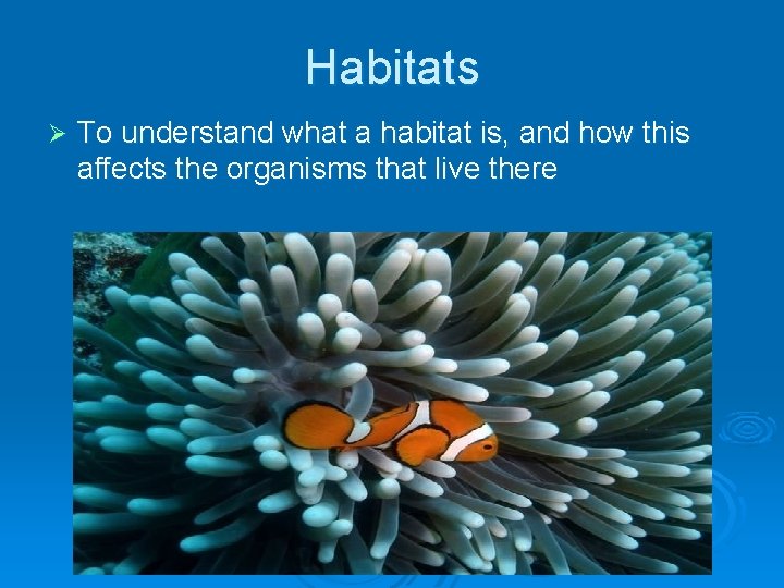 Habitats To understand what a habitat is and