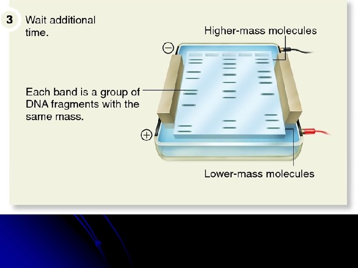 13 2 Manipulating DNA Scientists use their knowledge