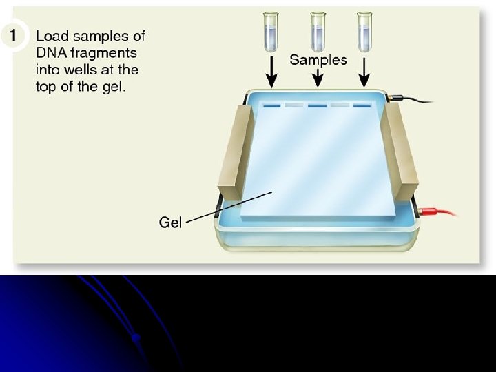 13 2 Manipulating DNA Scientists use their knowledge