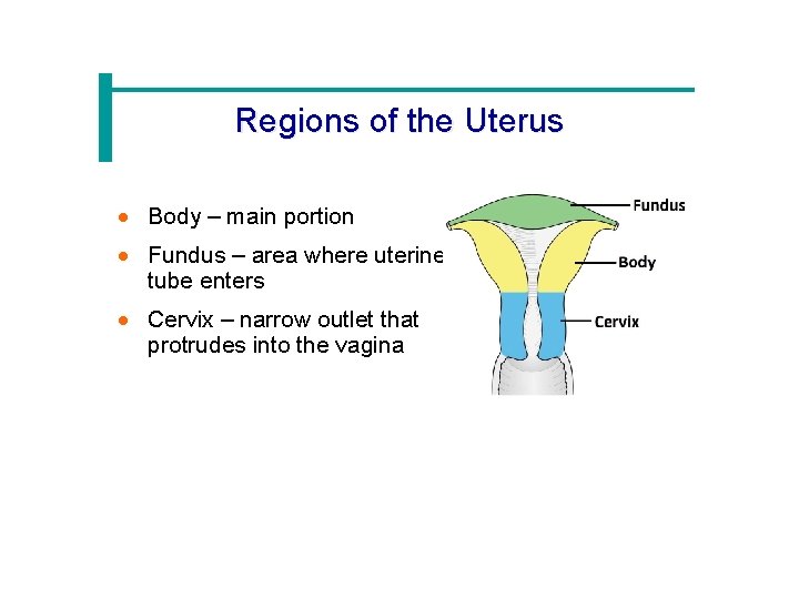 Female Reproductive System Ovaries Duct System Uterine tubes