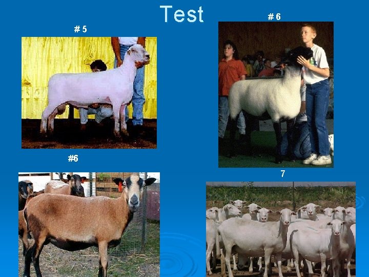 Breeds of Sheep Barbado The Barbado breed originated