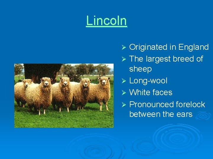 Breeds of Sheep Barbado The Barbado breed originated