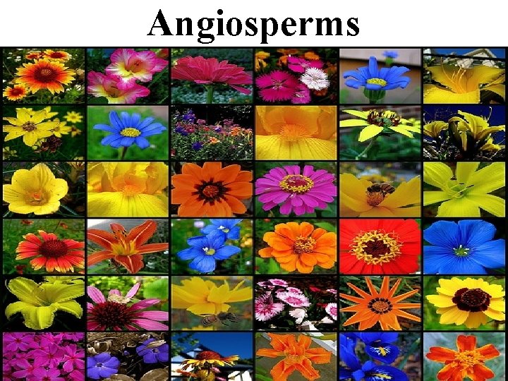 Angiosperms Group 3 Seed producing Vascular Plants Type